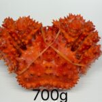 浜中産花咲ガニ 浜茹で急速冷凍（600g～700g）｜丸幸さいとう水産